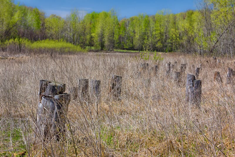 Early Spring at the Marsh stock image. Image of minnesota - 26876769