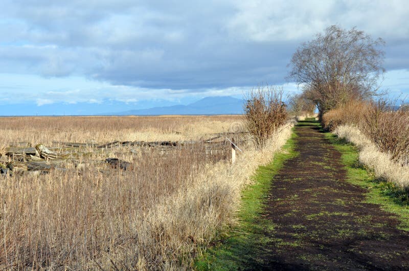 Early spring marsh estuary stock photo. Image of landscape - 185980820