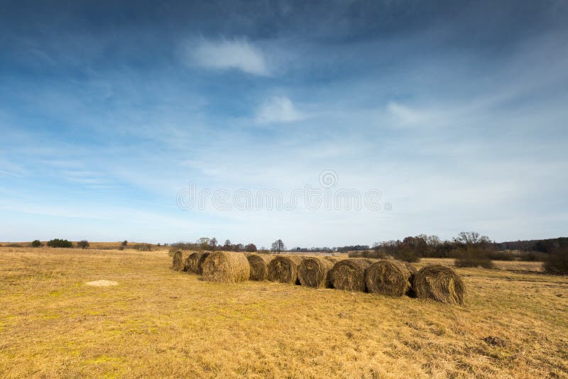 Early Spring Meadow Landscape in Poland. Stock Photo - Image of bush ...