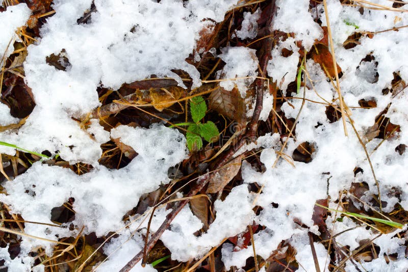 Early Spring. Melting Snow, Green Grass Straws and Plants Stock Image ...