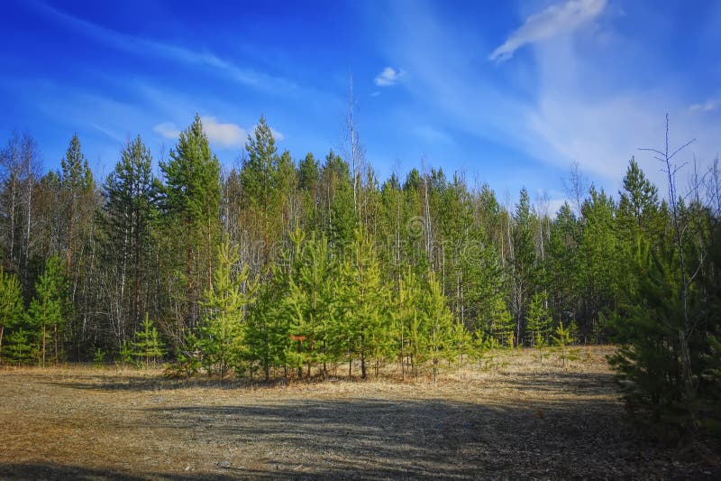 Early Spring in a Mixed Coniferous Forest Stock Image - Image of pine ...