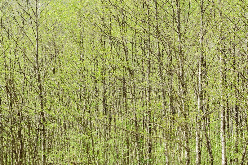 Early Spring Mountain Forest Background. Stock Photo - Image of view ...