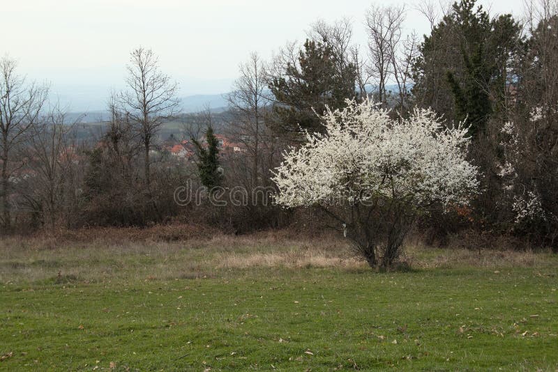 Early Spring on the Mountain Meadow with Bush in Blossom Stock Image ...