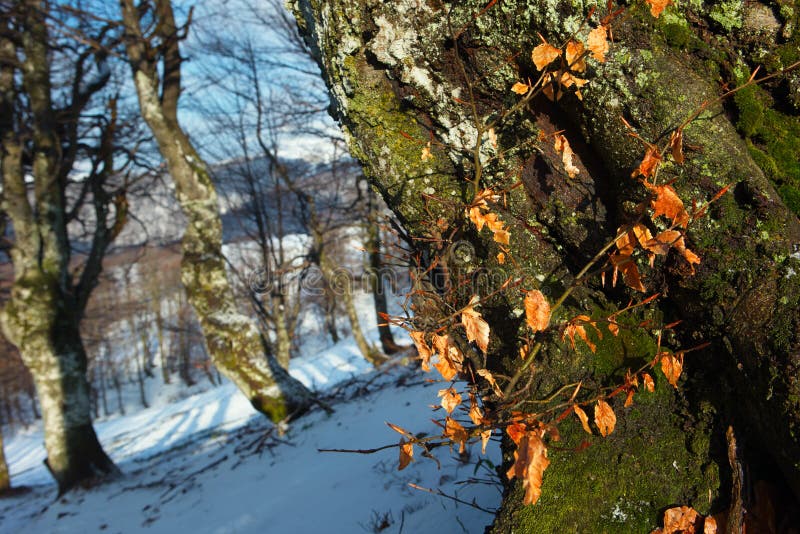 Early Spring in the Mountains Stock Photo - Image of scenic, europe ...