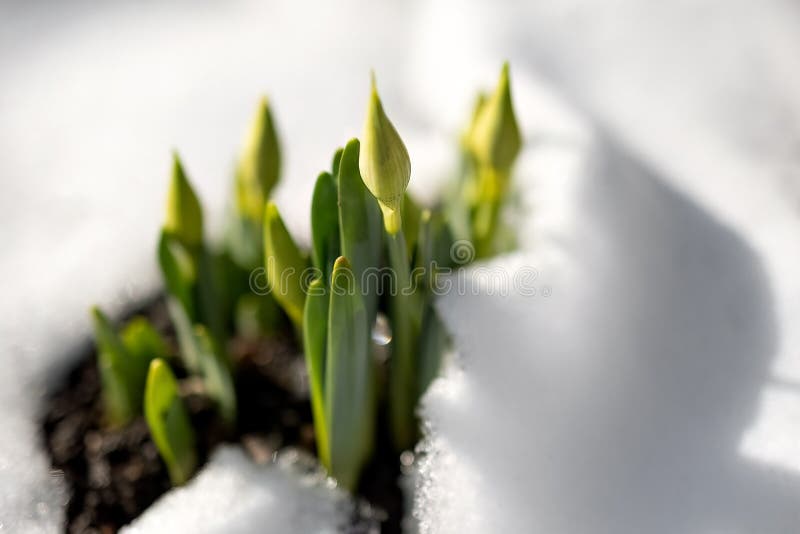 Early Spring Narcissus Daffodil Flower Growing in the Snow Stock Photo ...