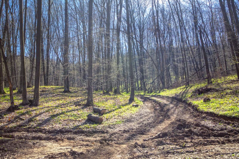 Early spring nature stock photo. Image of sunlight, forest - 154403482