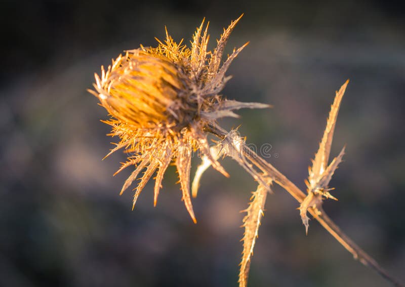 Early spring nature stock image. Image of morning, sunrize - 94626729