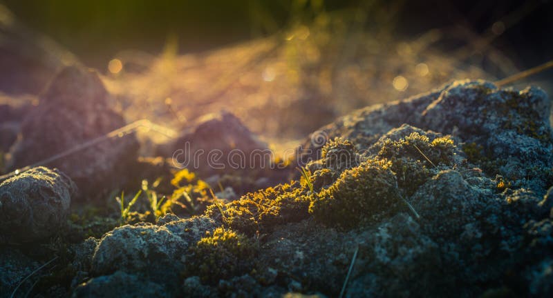Early spring nature stock image. Image of spring, plant - 94627713
