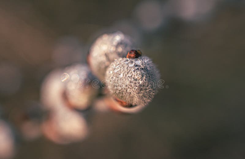 Early spring nature stock photo. Image of flower, morning - 234955608