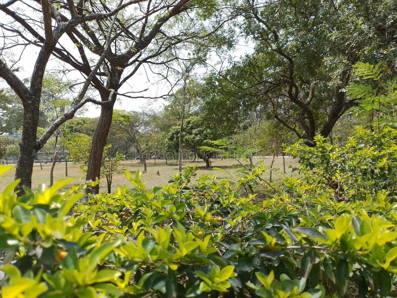 Early Spring in Park at Noon Stock Image - Image of landscape, flower ...