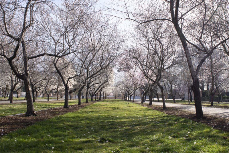 Early Spring Park with Rows of Bare Trees and Fresh Lawn Stock Photo ...