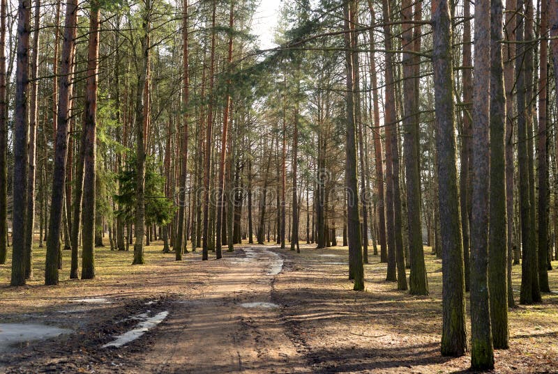 Early spring park. stock photo. Image of background - 104258650