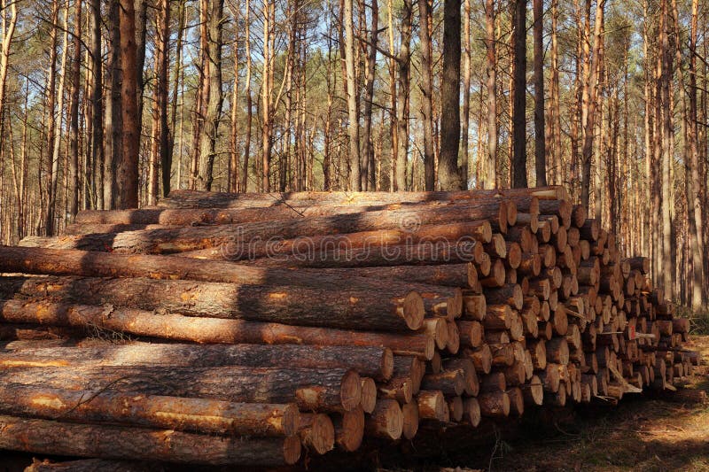 Early Spring. a Pile of Wood after Forest Cutting Stock Image - Image ...