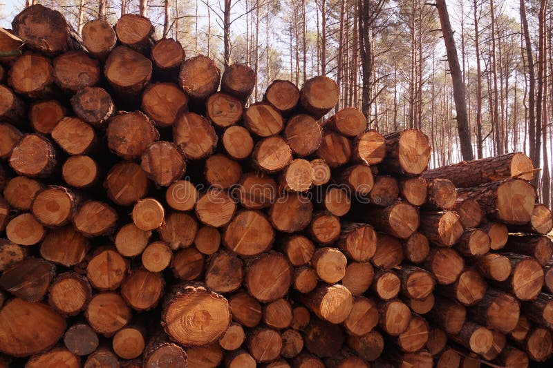 Early Spring. a Pile of Wood after Forest Cutting Stock Photo - Image ...
