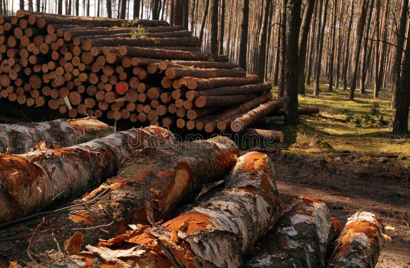 Early Spring. a Pile of Wood Pine and Birch after Forest Cutting Stock ...