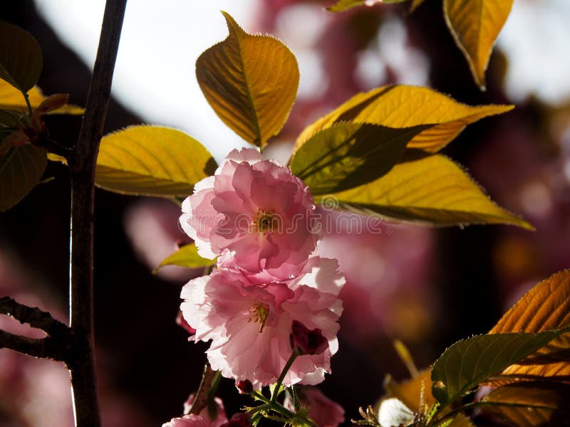Early Spring Pink Flowers stock photo. Image of flowersn - 94466272