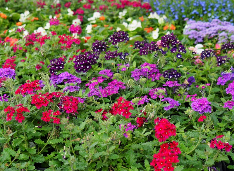 Early Spring Pink Flowers stock image. Image of bouquet - 94466271