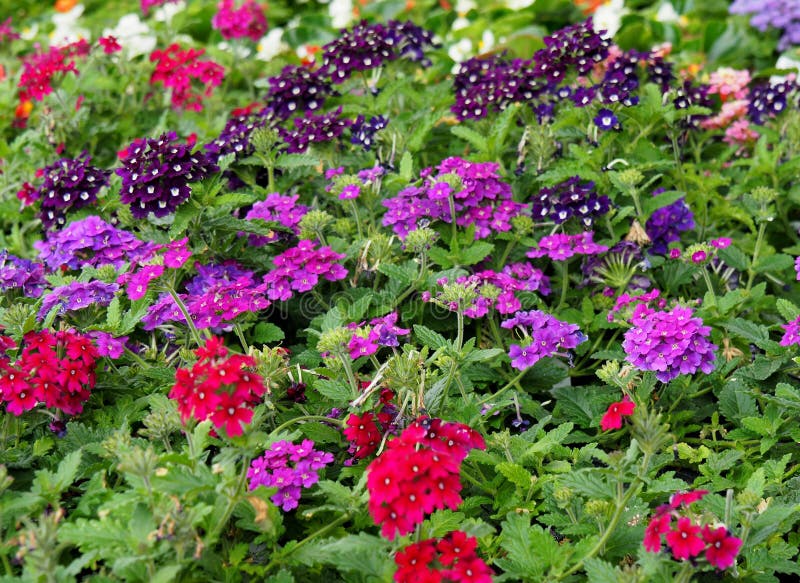 Early Spring Pink Flowers stock image. Image of branch - 94466293