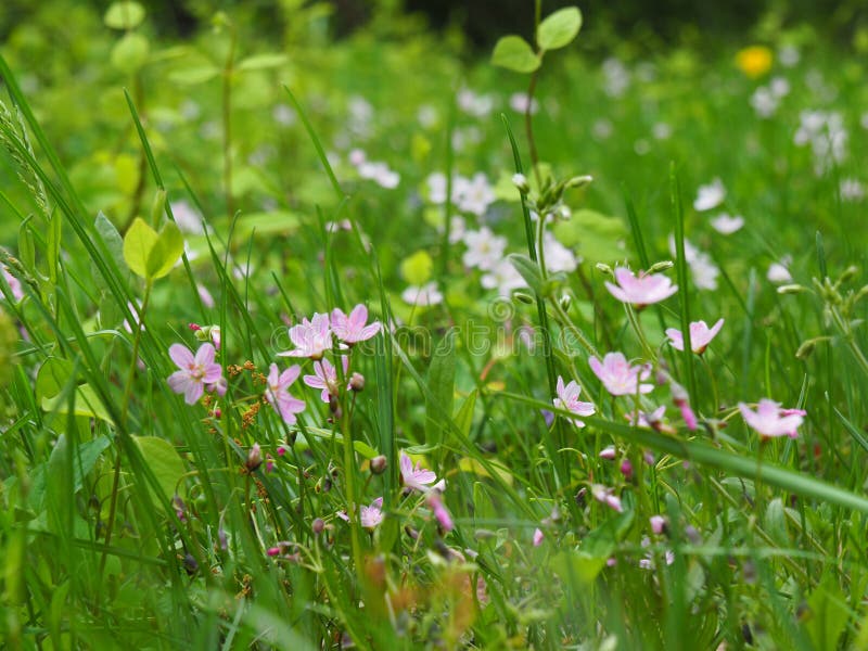 Early Spring Pink Flowers stock image. Image of colorful - 94466171