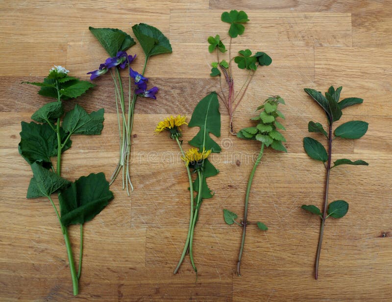 Early Spring Pink Flowers stock photo. Image of flowersn - 94466264