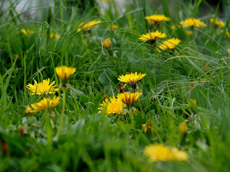 Early Spring Pink Flowers Dandelions Stock Image - Image of beautiful ...