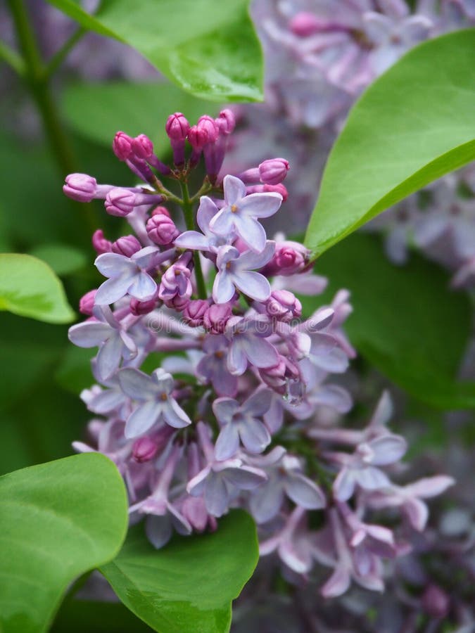 Early Spring Pink Flowers Lilacs Stock Photo - Image of rain, sunshine ...