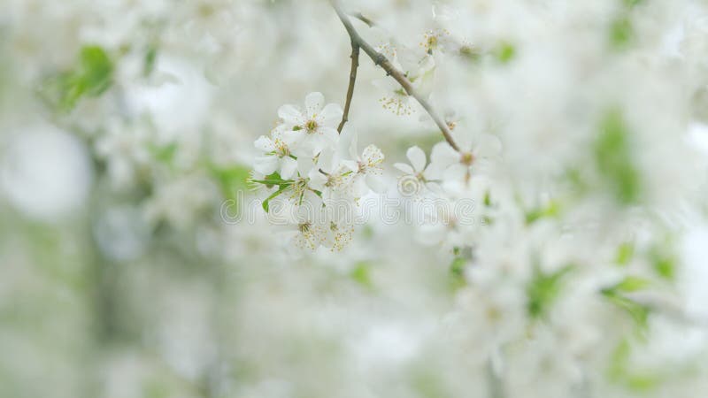 Early Spring Plum Blossoms. White Flowers in Spring. Slow Motion. Stock ...