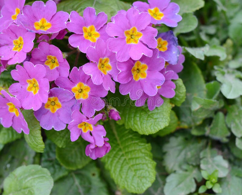 Early spring: Primroses. stock photo. Image of gardening - 207498976