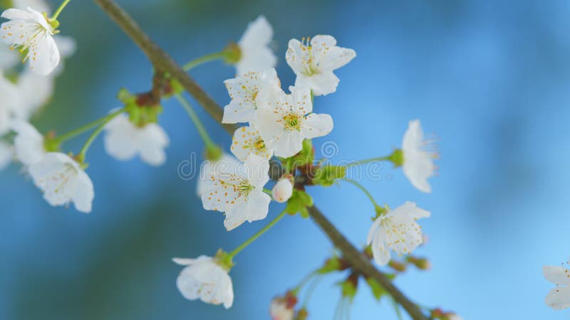 Early Spring. Prunus Avium Flowering Cherry. Blooming Sweet Cherry Tree ...
