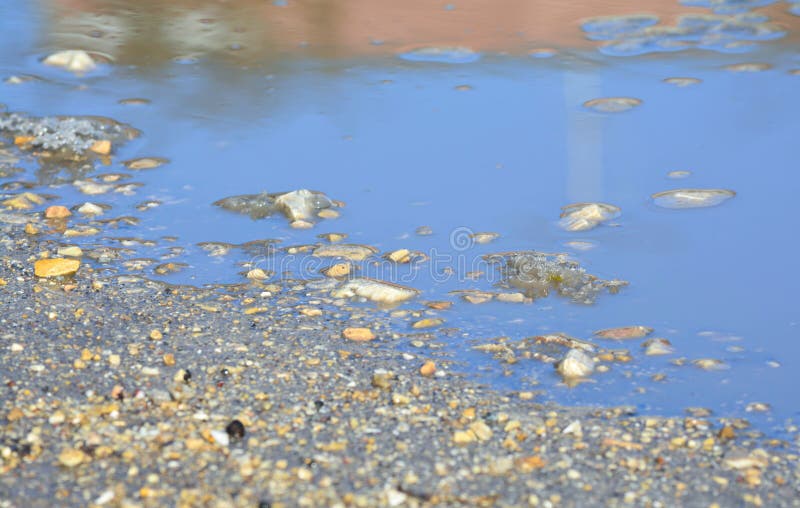 Puddle with small pebbles stock image. Image of outdoor - 142634129