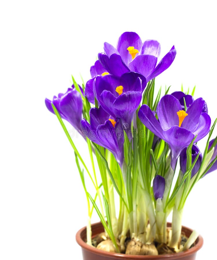 Early Spring Purple Crocus in Snow Stock Image - Image of outdoors ...