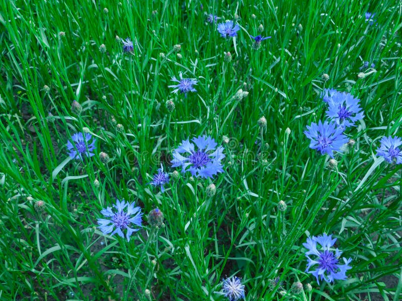 Early Spring Purple Flowers on Green Grass. Stock Image - Image of ...