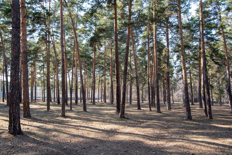 Early Spring Rare Forest, Pine Trunks, Shadows on the Ground from Trees ...