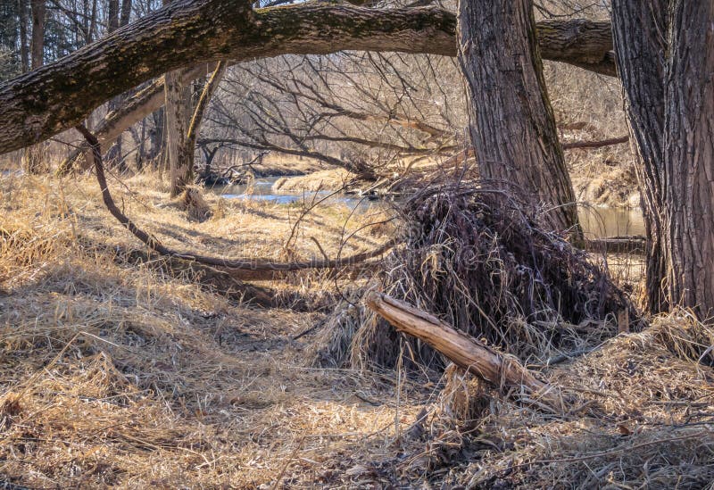 Early Spring River Landscape, Tree Tunnel Stock Photo - Image of sunny ...