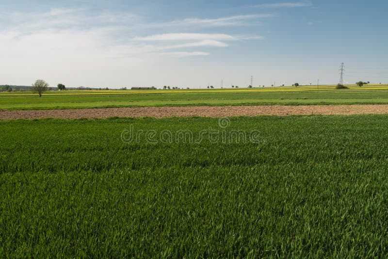 Early Spring Rural Landscape Stock Photo - Image of wheat, green: 116903548