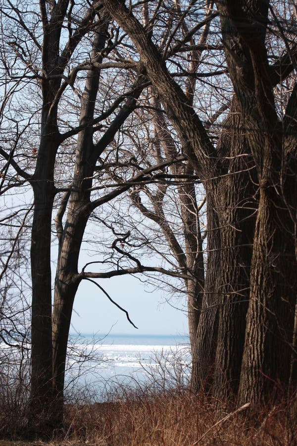 Early Spring At Maple Trees Forest Stock Image - Image of morning, sign ...
