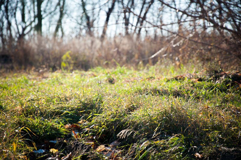 Early Spring Scene. Hoarfrost on Green Grass Stock Image - Image of ...