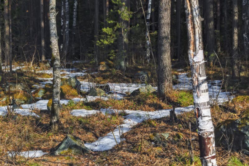 Early Spring Scene Melts Snow in the Forest Stock Image - Image of pine, scene: 144691221