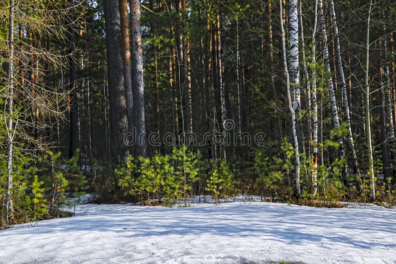 Early Spring Scene Melts Snow in the Forest Stock Image - Image of ...