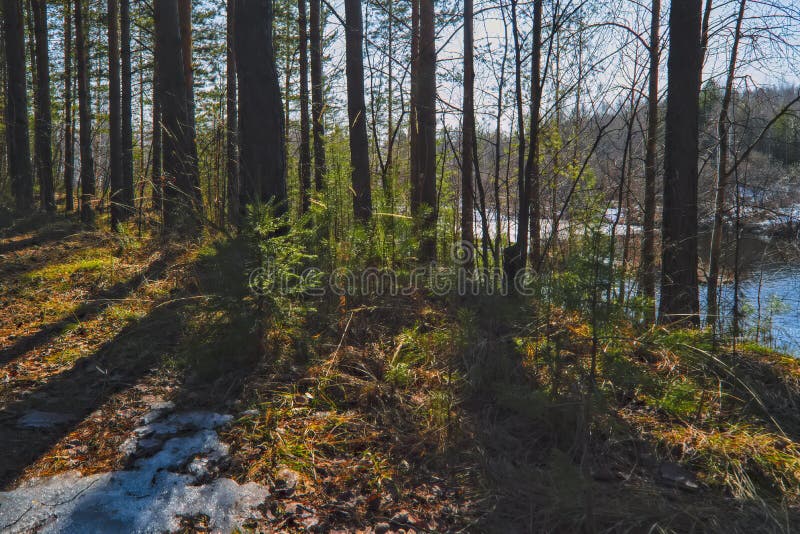 Early Spring Scene Melts Snow in the Forest Stock Photo - Image of early, road: 145608828