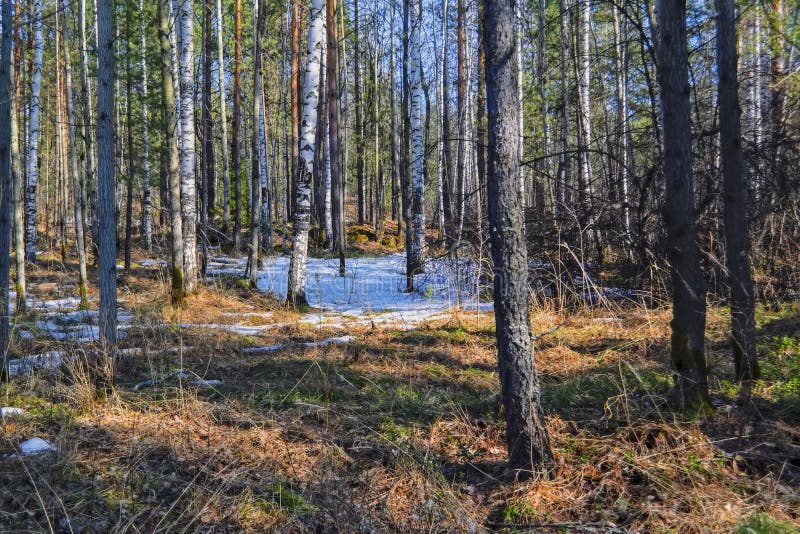 Early Spring Scene Melts Snow in the Forest Stock Image - Image of ...