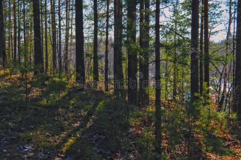 Early Spring Scene Melts Snow in the Forest Stock Photo - Image of road, country: 145608900