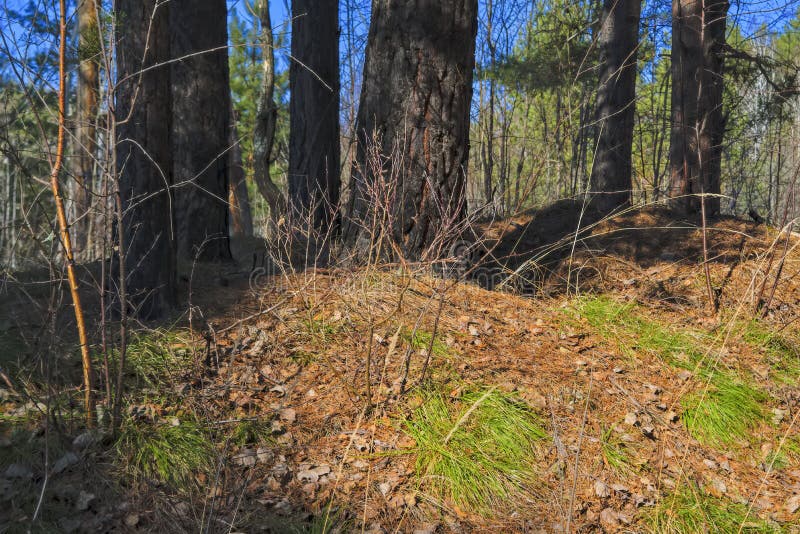 Early Spring Scene Melts Snow in the Forest Stock Photo - Image of ...