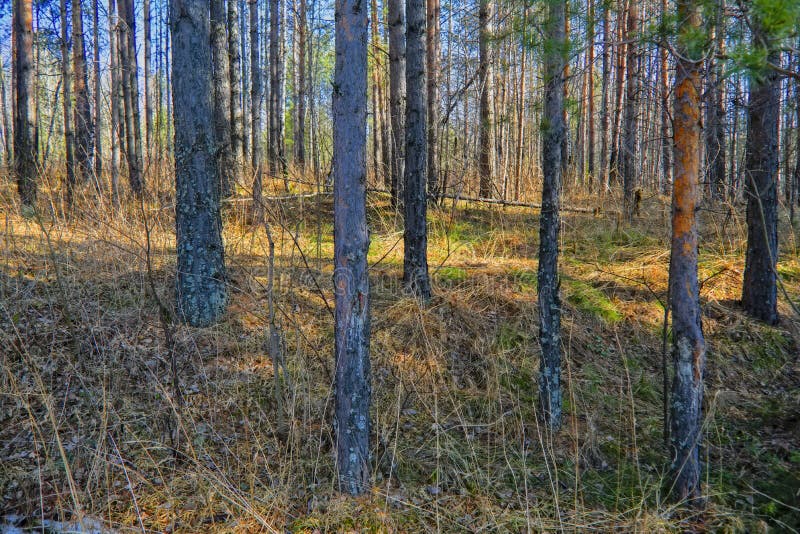 Early Spring Scene Melts Snow in the Forest Stock Image - Image of branch, nature: 145608977