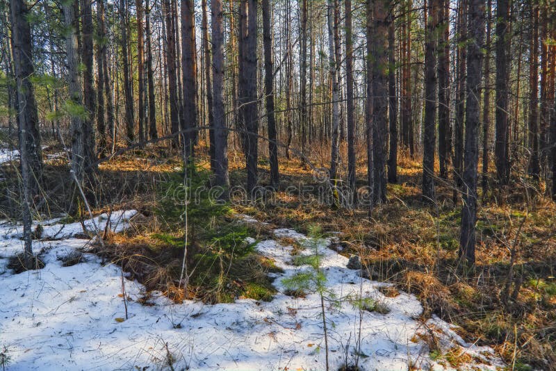 Early Spring Scene Melts Snow in the Forest Stock Photo - Image of ...