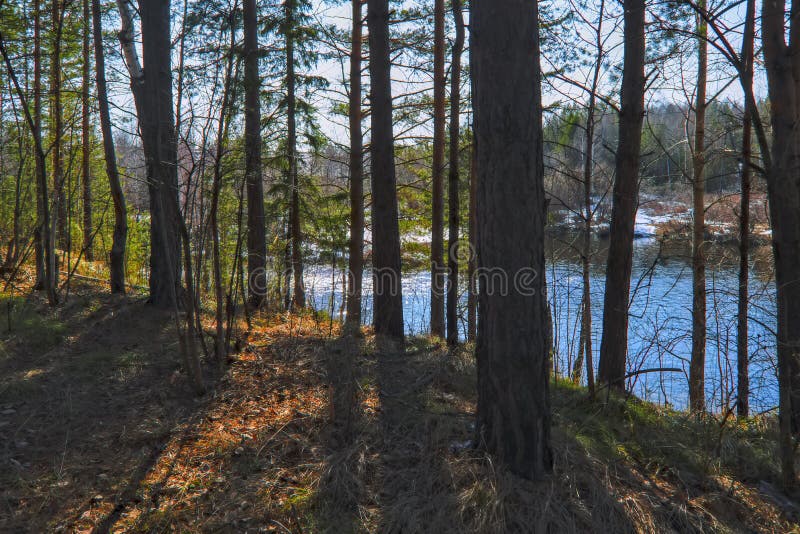 Early Spring Scene Melts Snow in the Forest Stock Photo - Image of ...