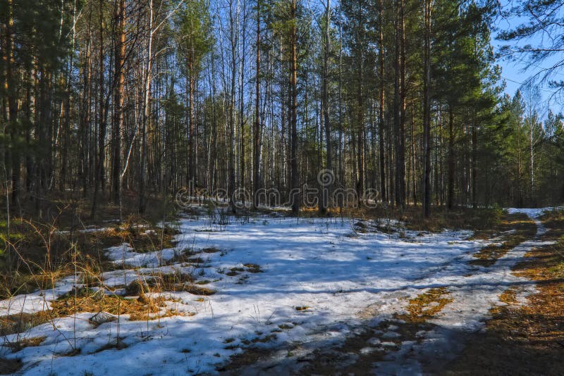 Early Spring Scene Melts Snow in the Forest Stock Image - Image of ...