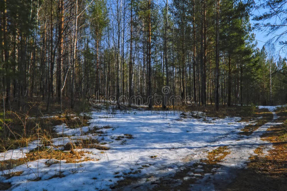 Early Spring Scene Melts Snow in the Forest Stock Image - Image of frozen, cool: 145611233