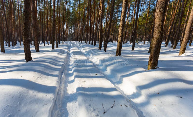 Pine Tree Forest Road in a Melting Snow Stock Image - Image of snow ...
