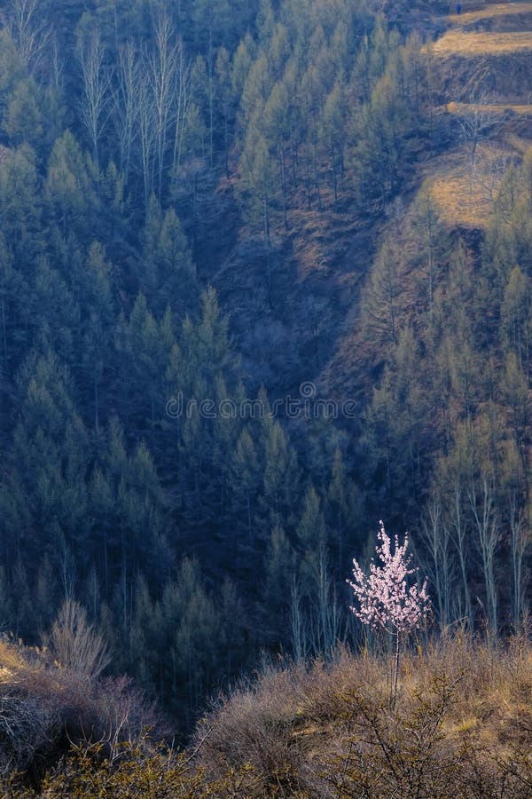 Early sping scenery stock image. Image of plant, bloom - 238015807